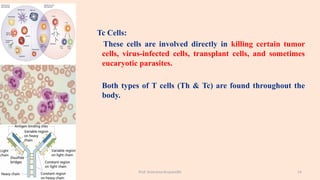 Lecture-5 Classification, attributes and functions of immune cells | PPT