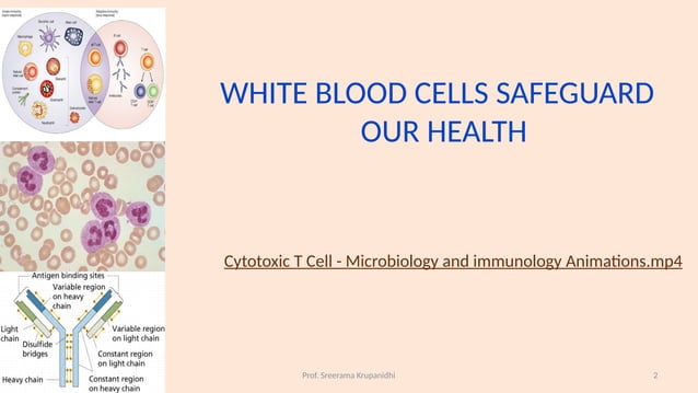 Lecture-5 Classification, attributes and functions of immune cells | PPT