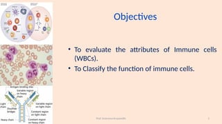 Lecture-5 Classification, attributes and functions of immune cells | PPT