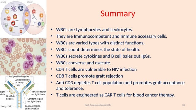 Lecture 5 Classification Attributes And Functions Of Immune Cells Ppt