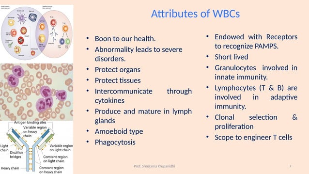 Lecture-5 Classification, attributes and functions of immune cells | PPT