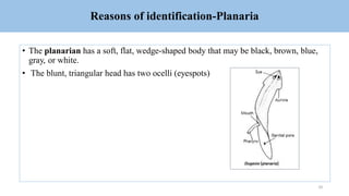 Lecture 5 platyhelminths presentations | PDF