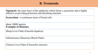 Lecture 5 platyhelminths presentations | PDF