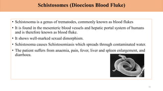 Lecture 5 platyhelminths presentations | PDF