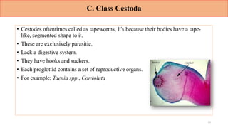 Lecture 5 platyhelminths presentations | PDF
