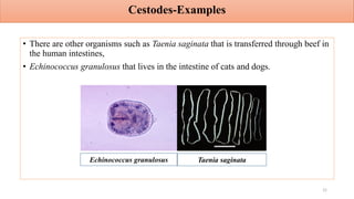 Lecture 5 platyhelminths presentations | PDF