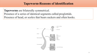 Lecture 5 platyhelminths presentations | PDF