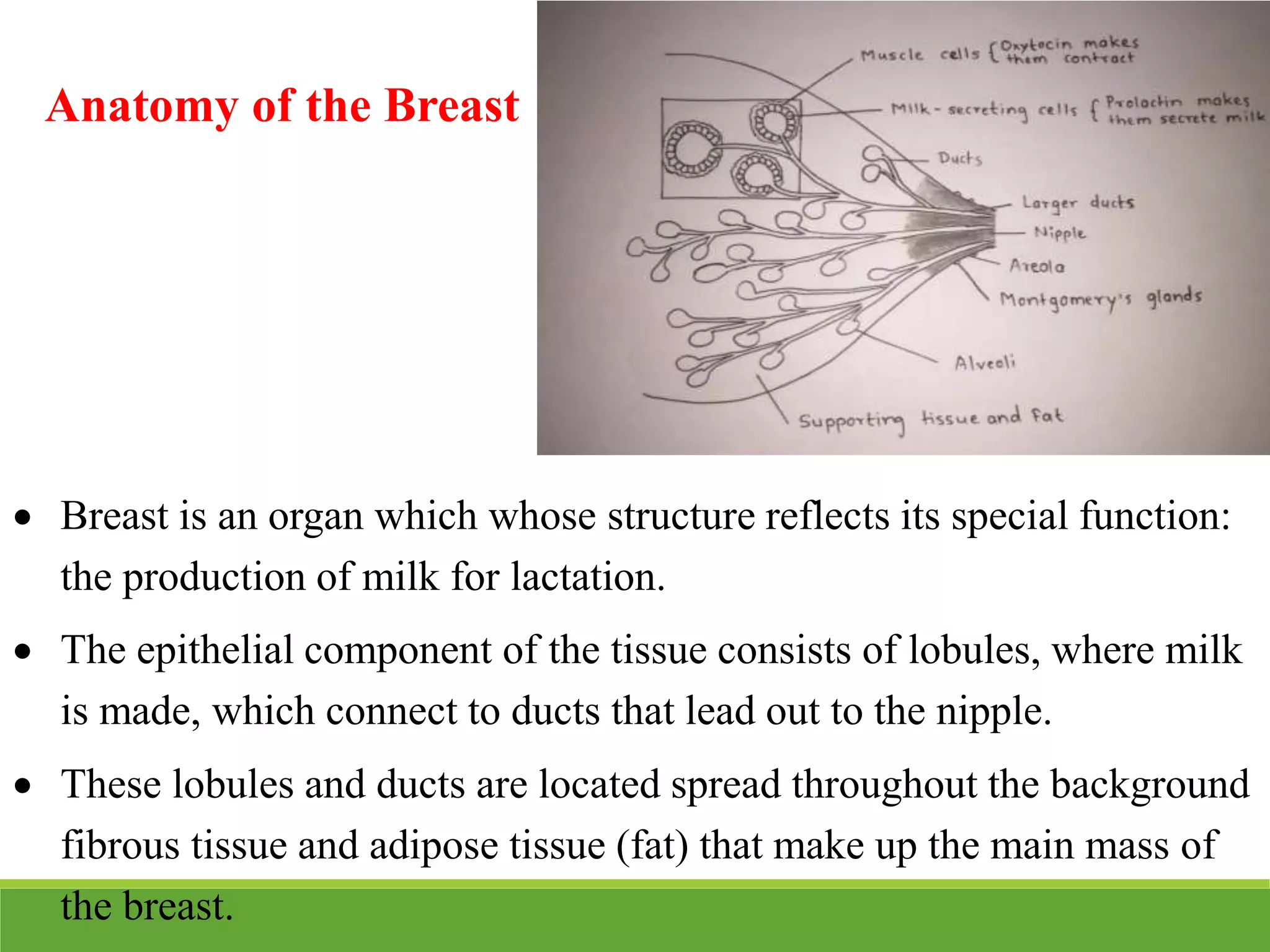 Lecture 6. Breast milk and breast feeding | PPTX