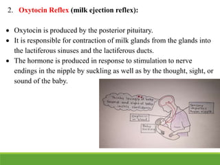 Lecture 6. Breast milk and breast feeding | PPTX