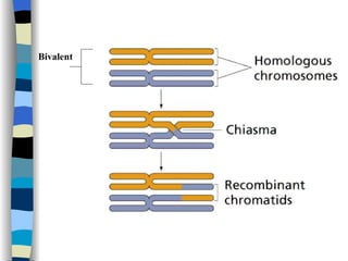 Lecture 6 Cell Division [Meiosis] | PPT