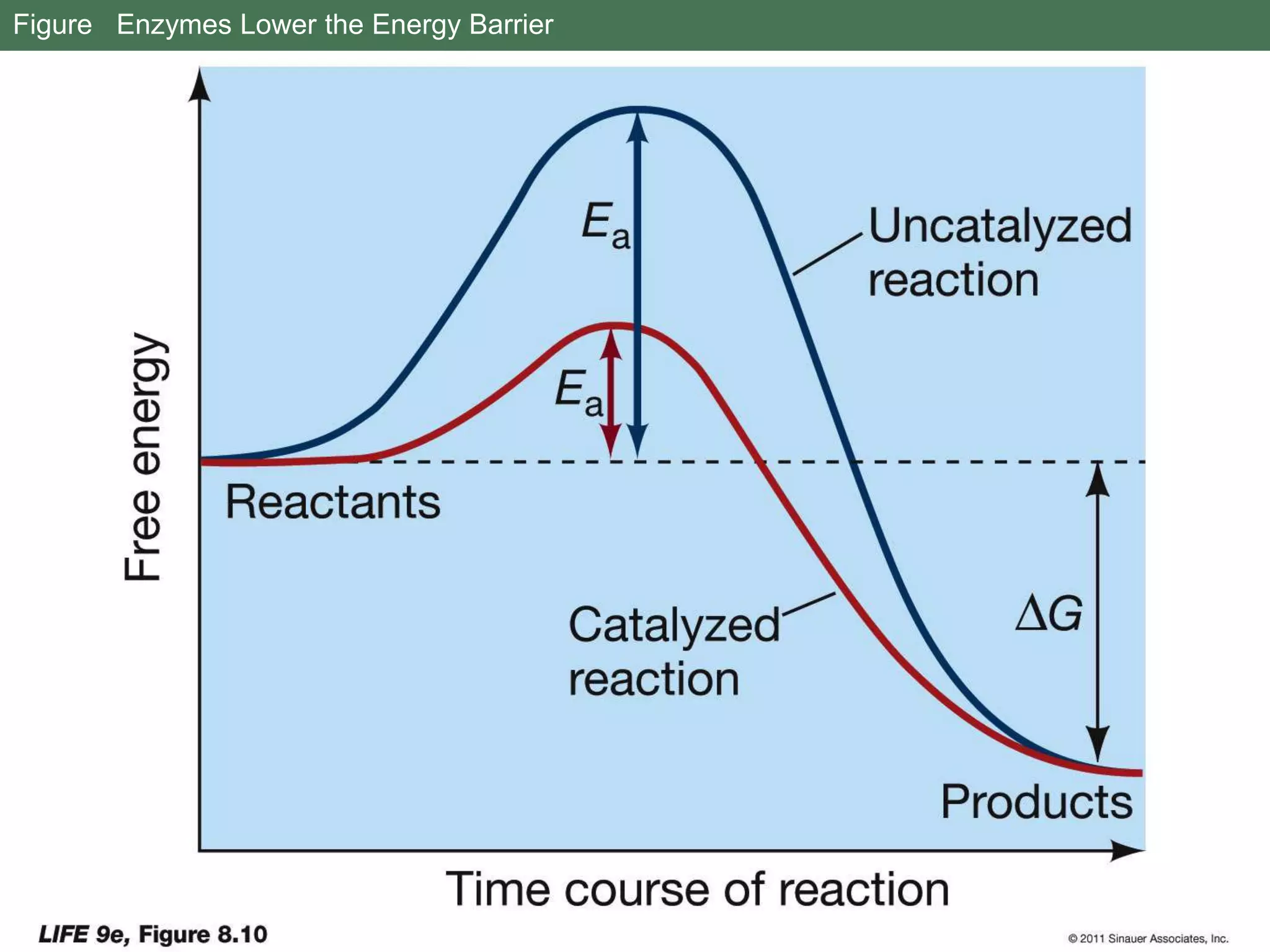 Lecture-6 Energy, Enzymes, and Metabolism.ppt | Chemistry | Science