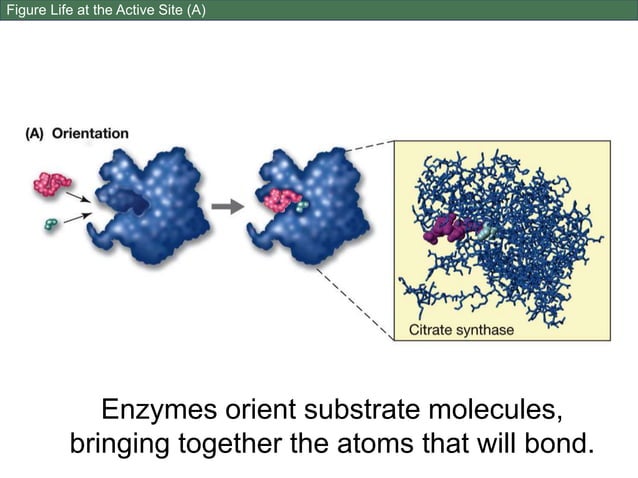 Lecture-6 Energy, Enzymes, and Metabolism.ppt | Chemistry | Science