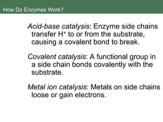 Lecture-6 Energy, Enzymes, and Metabolism.ppt