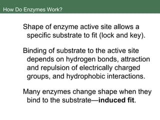 Lecture-6 Energy, Enzymes, and Metabolism.ppt
