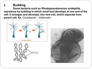 Lecture-6 Reproduction in bacteria.ppt