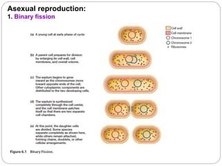 Lecture-6 Reproduction in bacteria.ppt