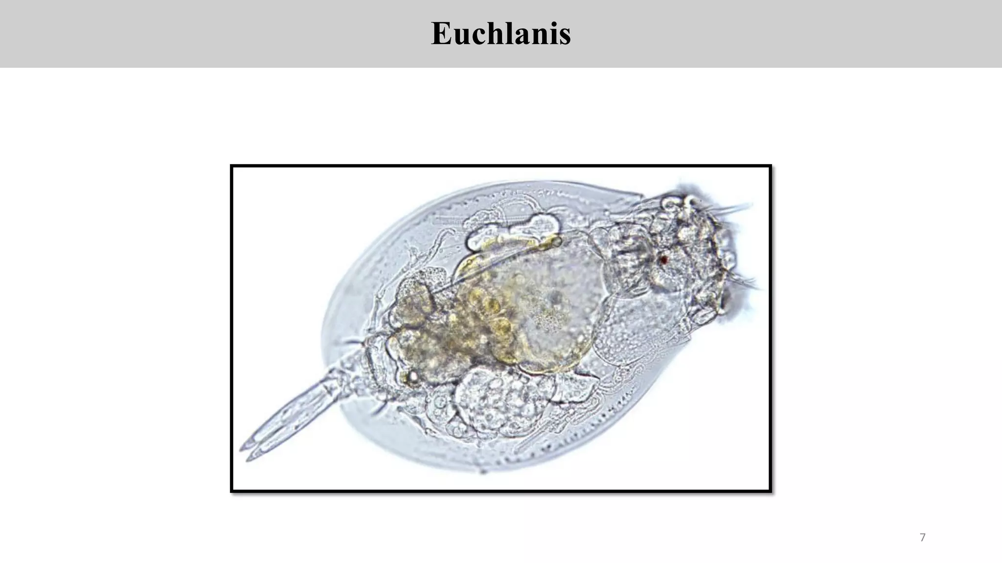 Lecture 6 rotifer and nematoda | PPT