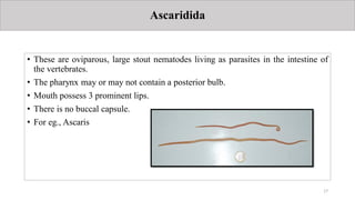 Lecture 6 rotifer and nematoda | PPT