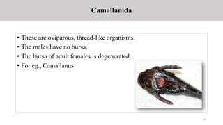 Lecture 6 rotifer and nematoda | PDF