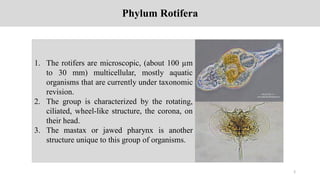 Lecture 6 rotifer and nematoda | PPT