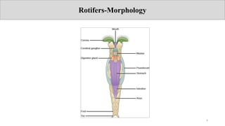 Lecture 6 rotifer and nematoda | PPT
