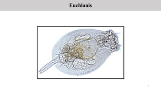 Lecture 6 rotifer and nematoda | PDF