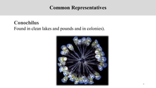 Lecture 6 rotifer and nematoda | PPT