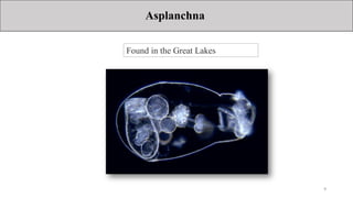 Lecture 6 rotifer and nematoda | PDF
