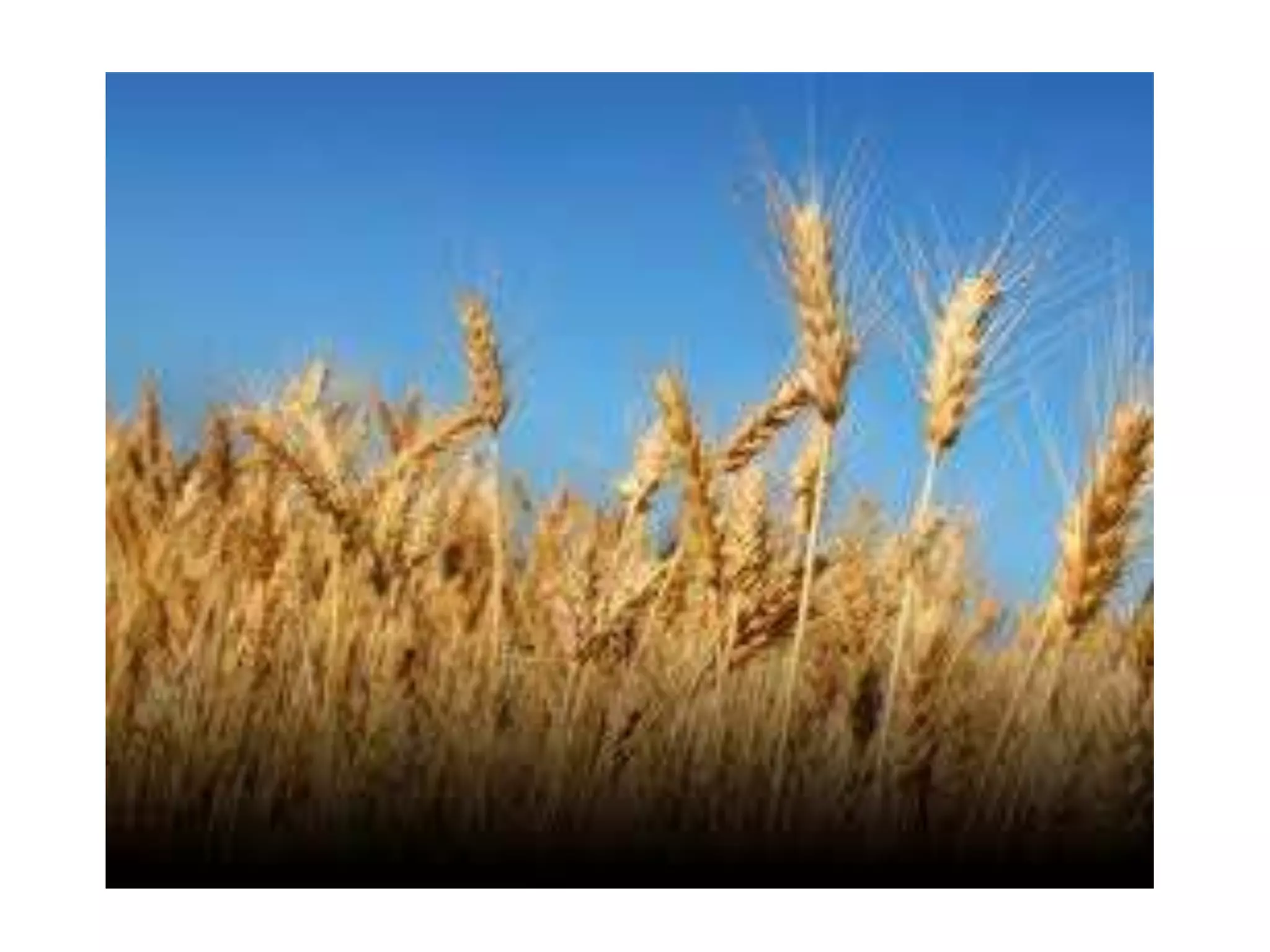 PRINCIPLES OF CROP PRODUCTION | PPT
