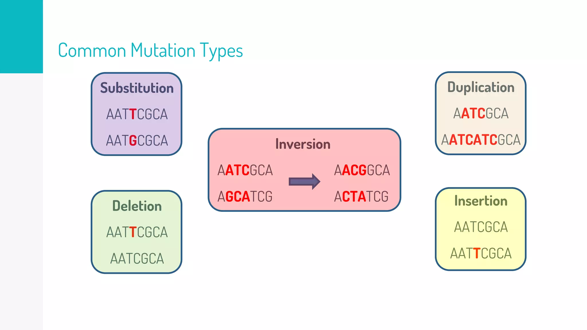 Lecture-7-Gene Duplication (1).pptx