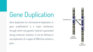 Lecture-7-Gene Duplication (1).pptx