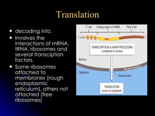 Translation | PPT