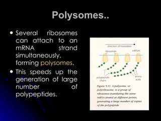 Translation | PPT