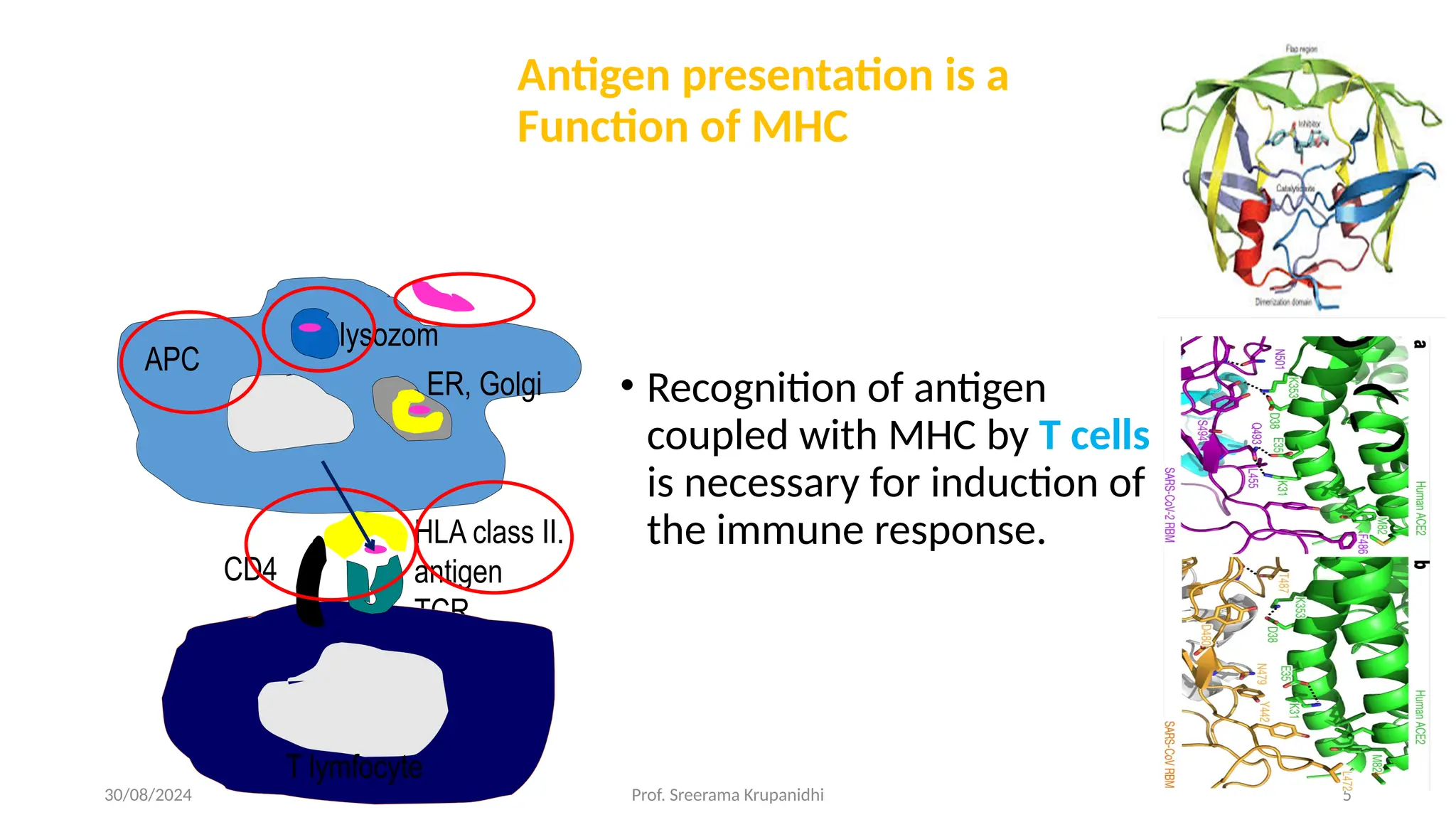 Lecture-7 Antigen process and presentation.pptx