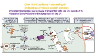 Lecture-7 Antigen process and presentation.pptx