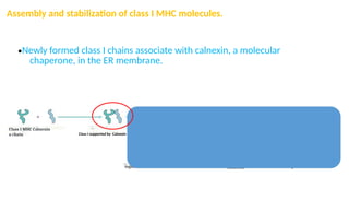 Lecture-7 Antigen process and presentation.pptx