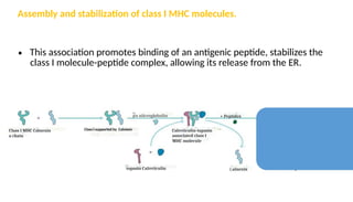 Lecture-7 Antigen process and presentation.pptx