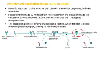 Lecture-7 Antigen process and presentation.pptx
