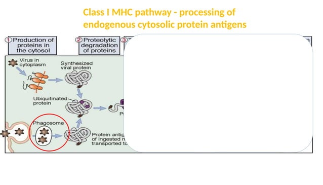 Lecture-7 Antigen process and presentation.pptx