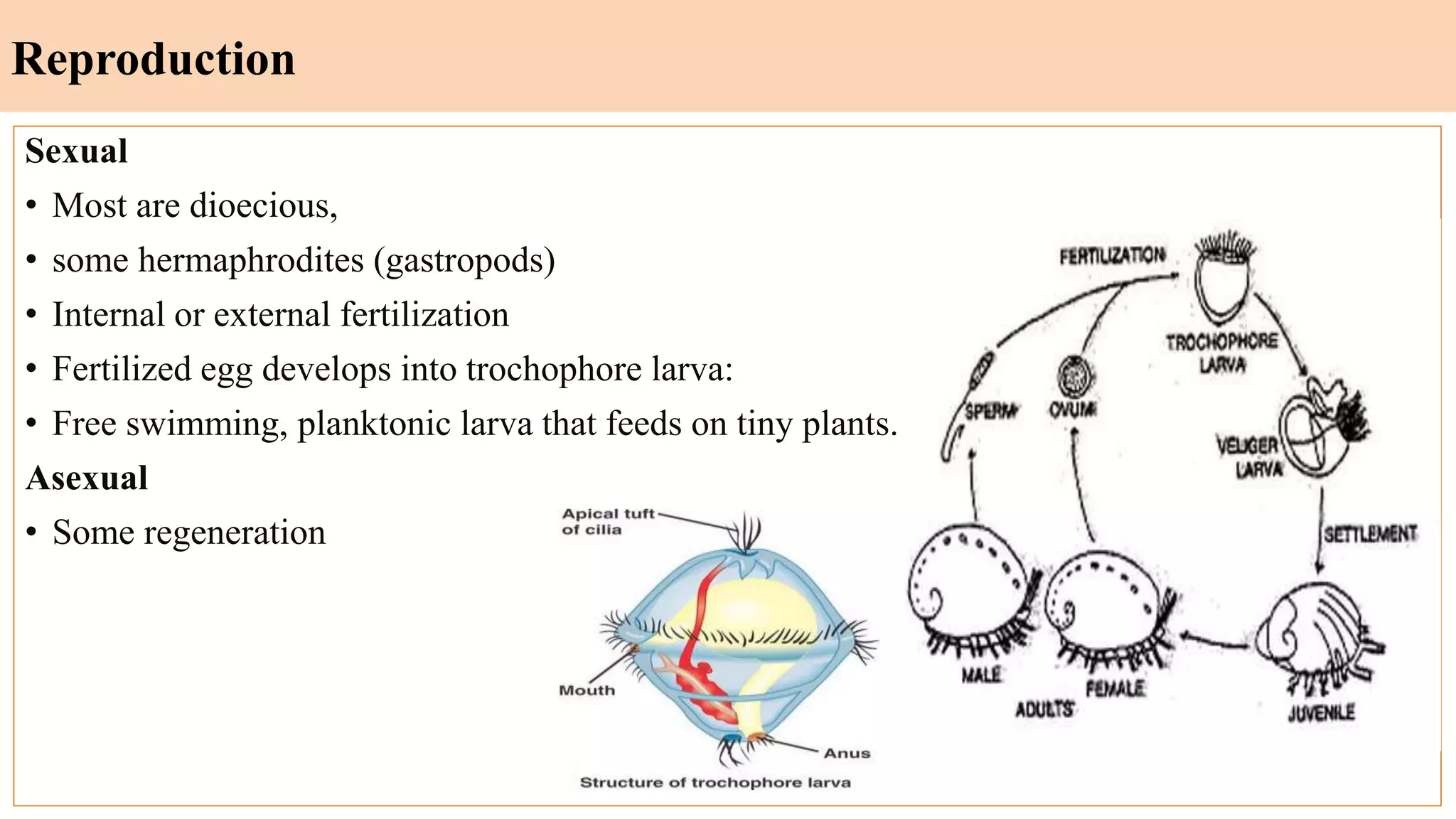 Lecture 7 ( phylum mollusca) ... ppt | PPTX
