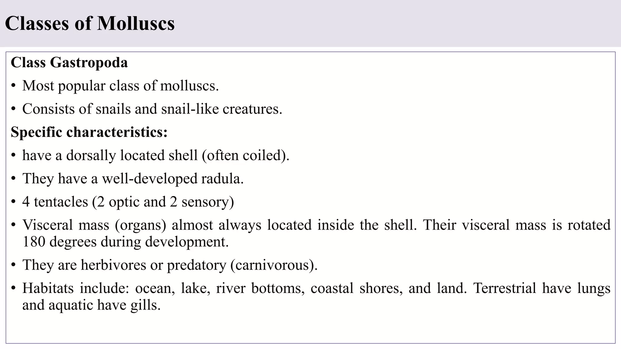 Lecture 7 ( phylum mollusca) ... ppt | PPT
