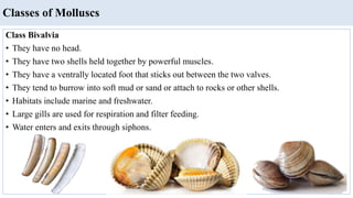Lecture 7 ( phylum mollusca) ... ppt | PPT