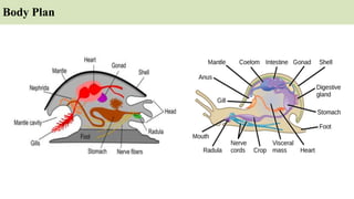 Lecture 7 ( phylum mollusca) ... ppt | PPTX