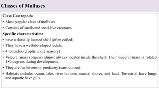 Lecture 7 ( phylum mollusca) ... ppt | PPTX