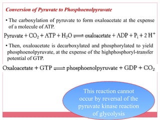 gluconeogenesis | PPTX