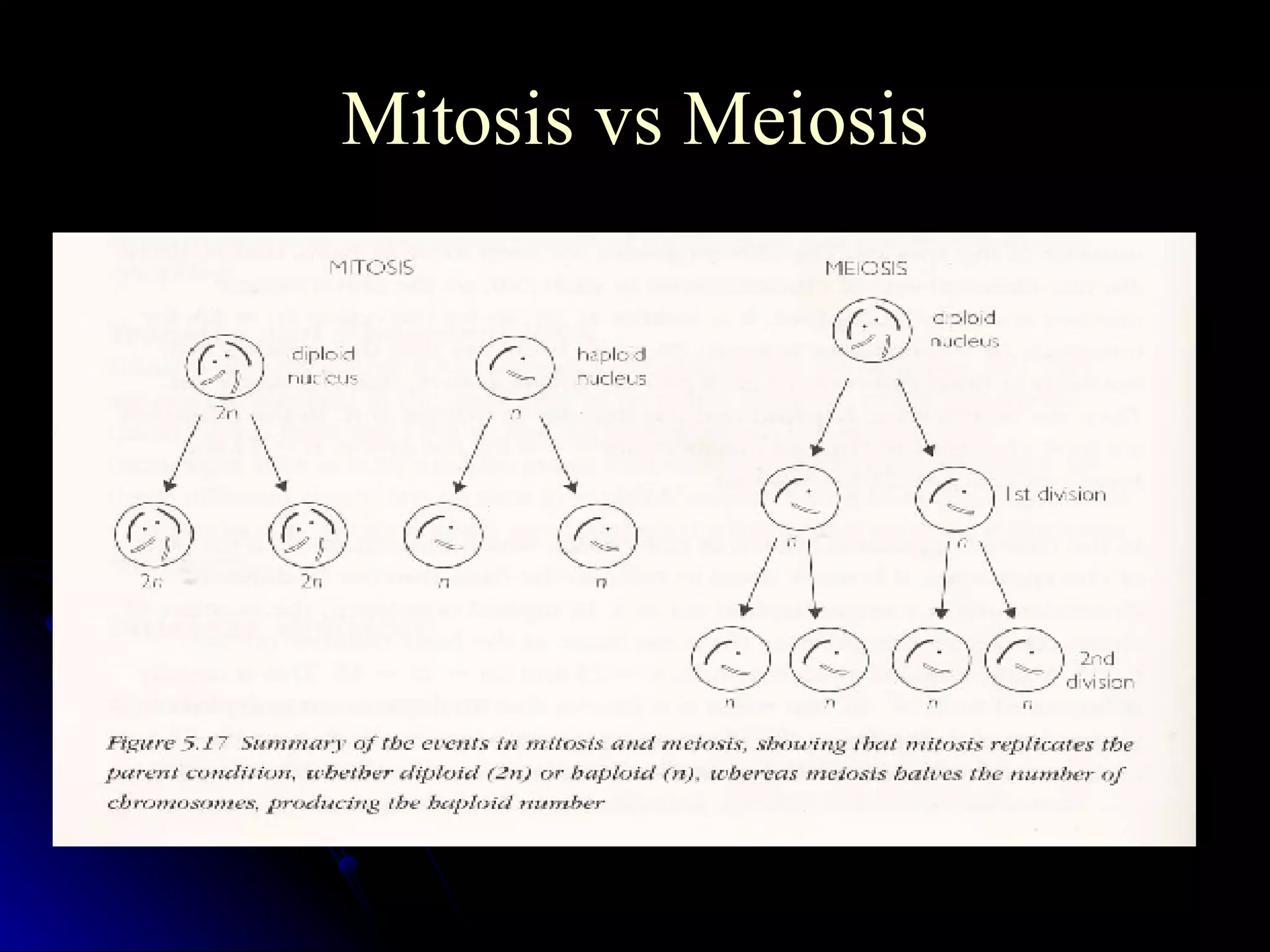 Mitosis | PPT