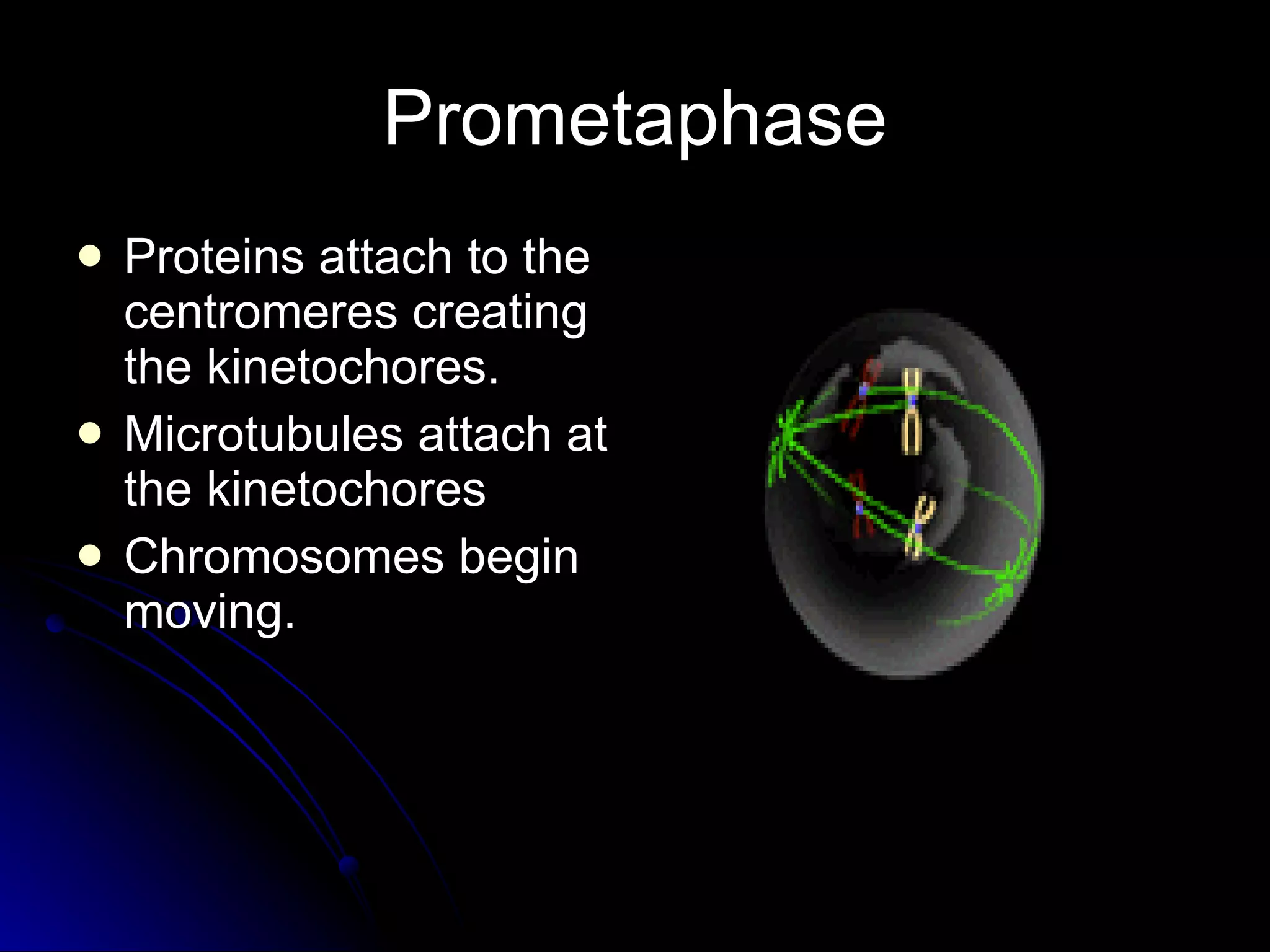 Mitosis | PPT