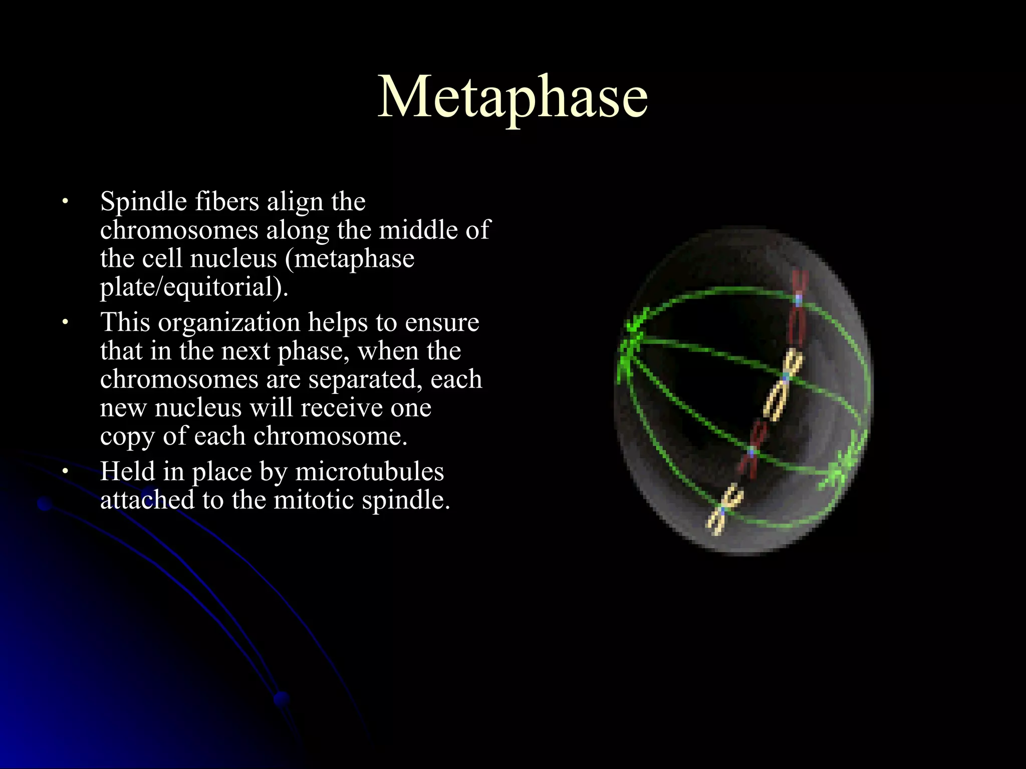 Mitosis | PPT