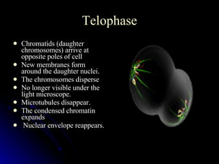 Mitosis | PPT