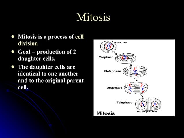 Mitosis | PPT